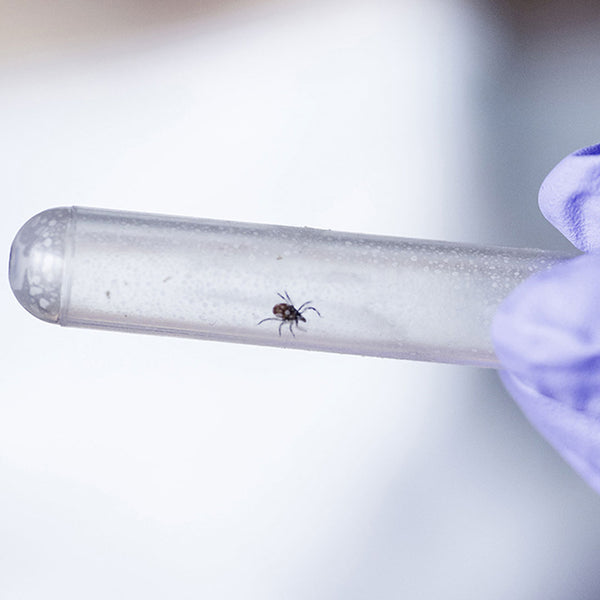 Pyramid Portable Lyme Disease Tick Test Kit For Humans And Animals